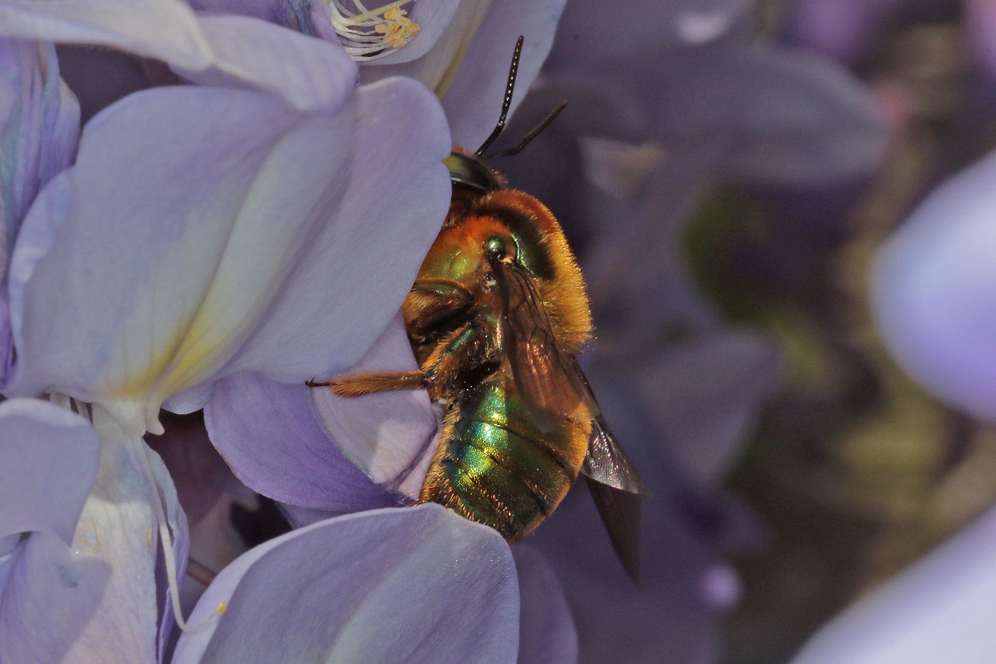 Male Xylocopa aerata – Ausemade