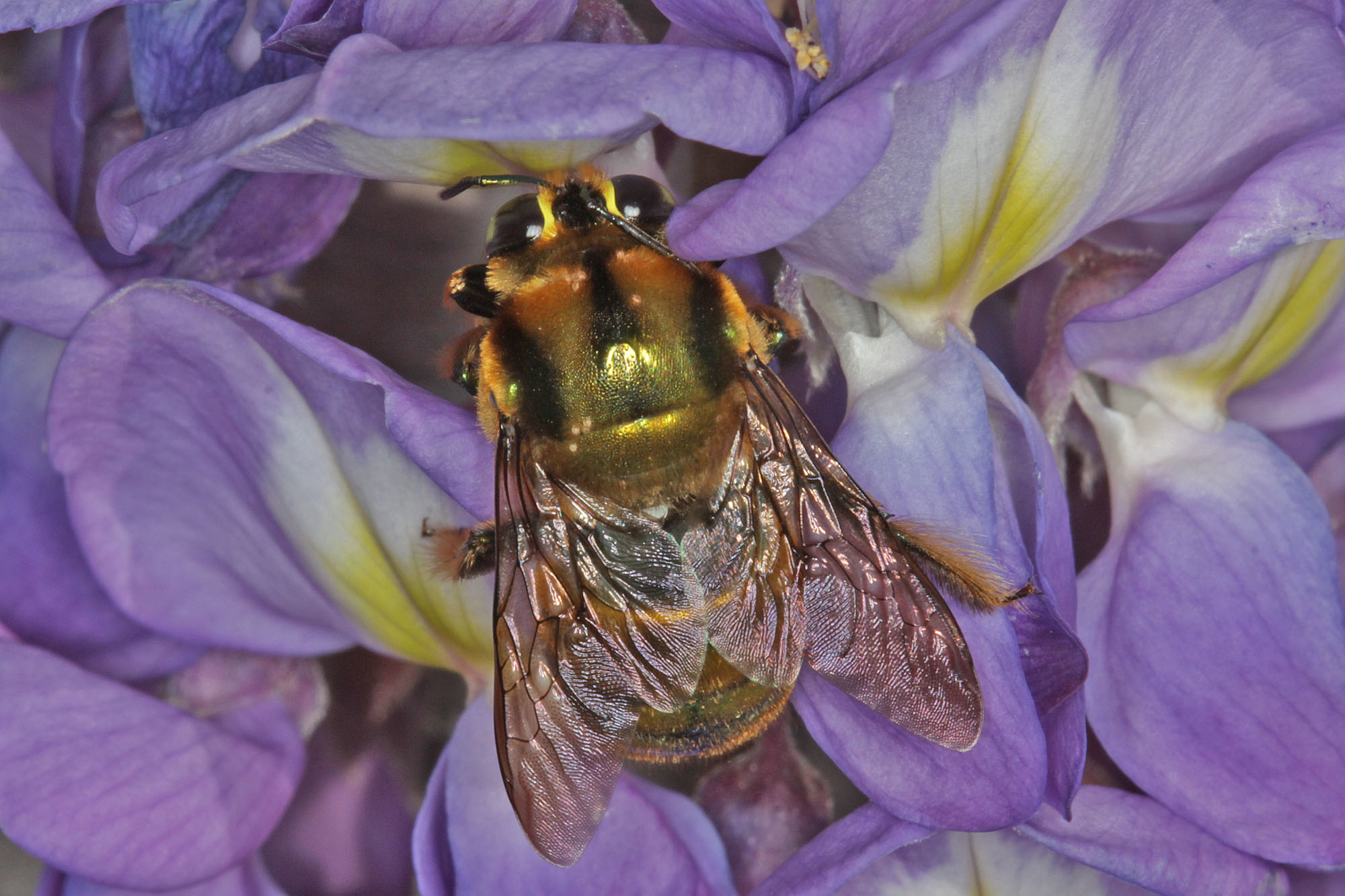 Male Xylocopa aerata – Ausemade