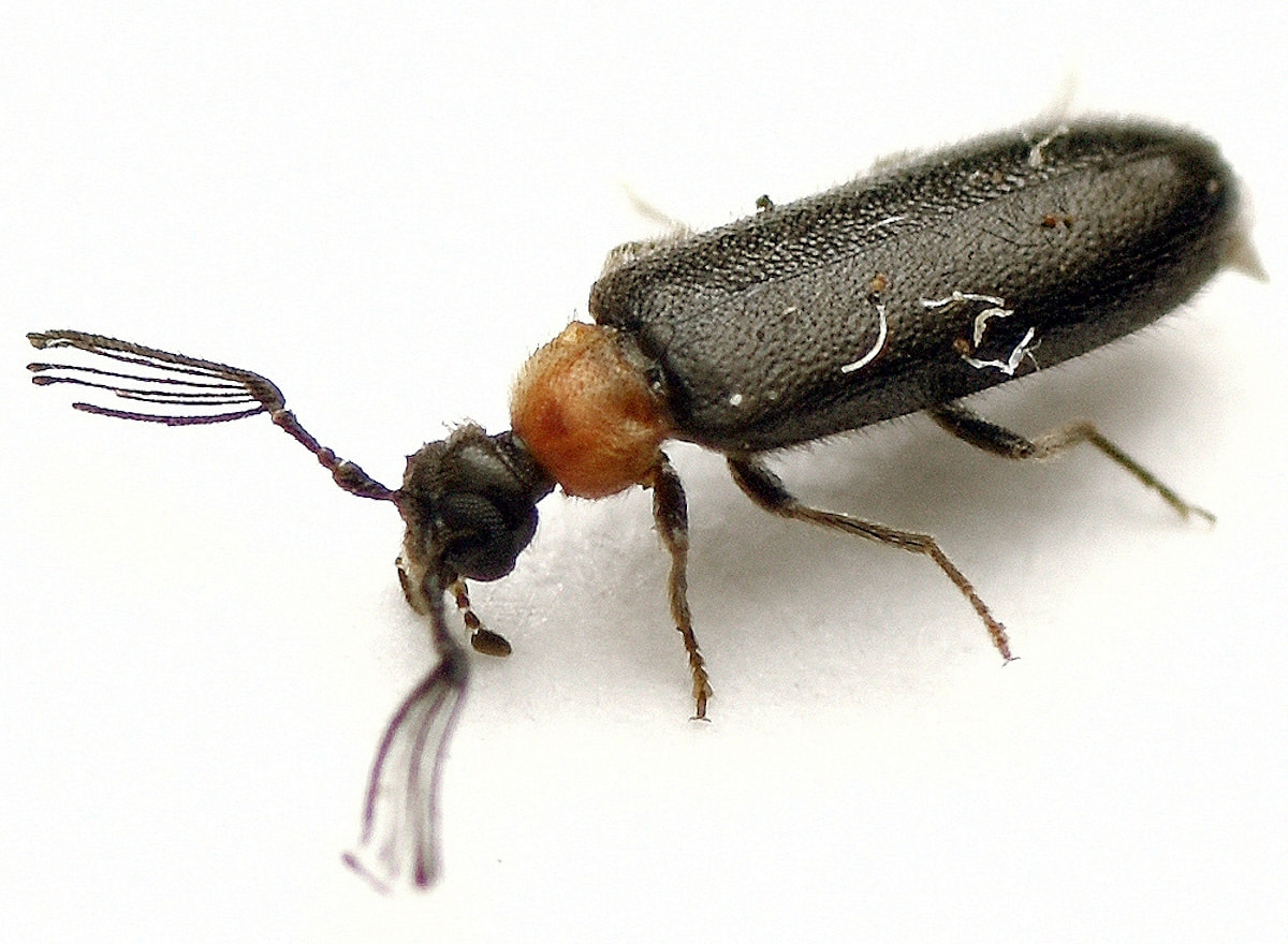 Xylophilostenus octophyllus – Ausemade