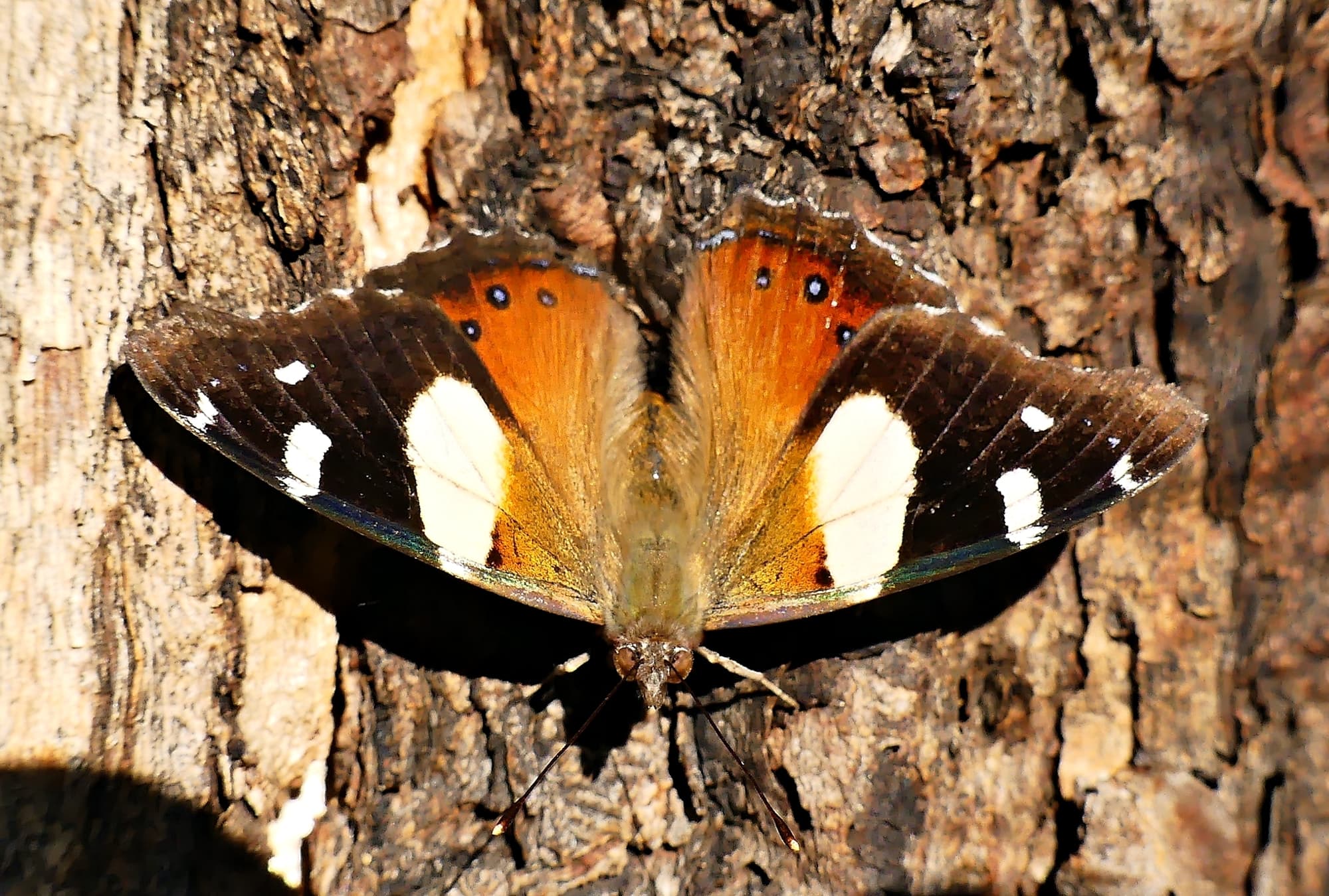 Belair National Park Butterflies and Moths – Ausemade