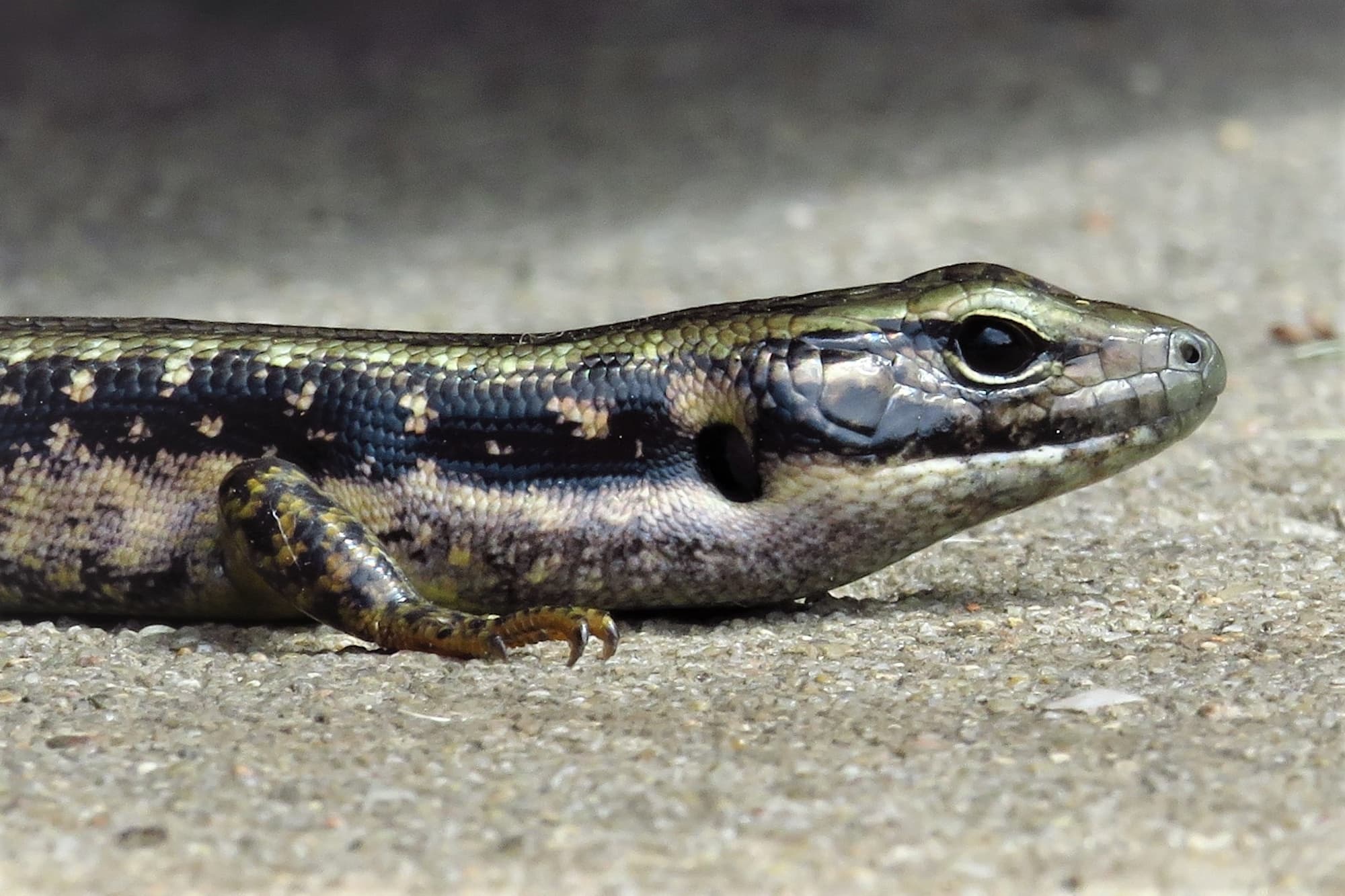 Yellow-Bellied Water Skink (Eulamprus heatwolei) – Ausemade