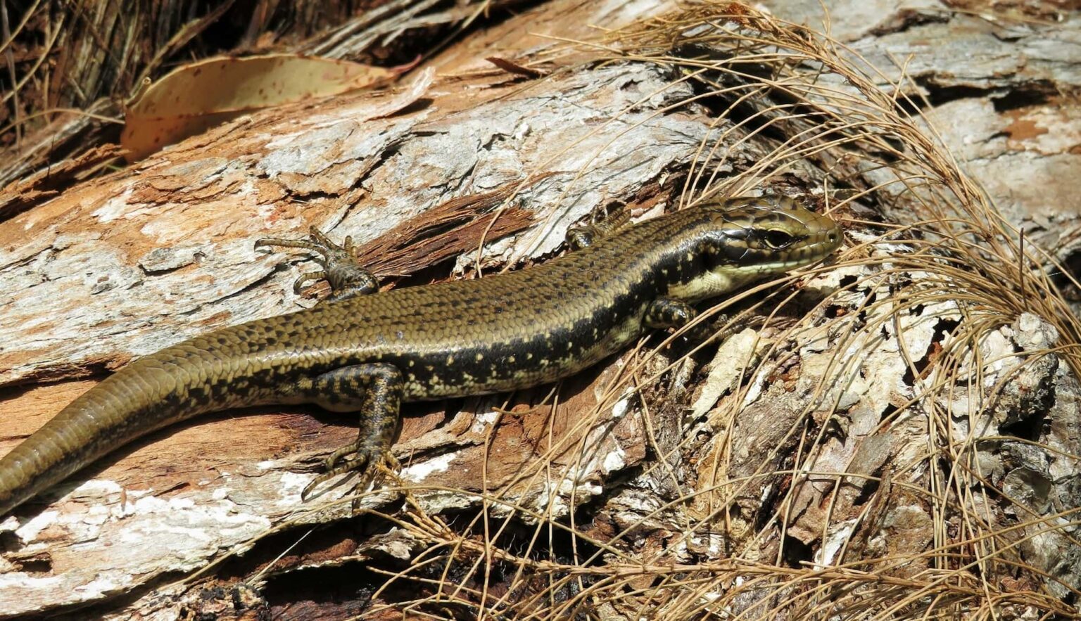 Yellow-Bellied Water Skink (Eulamprus heatwolei) – Ausemade