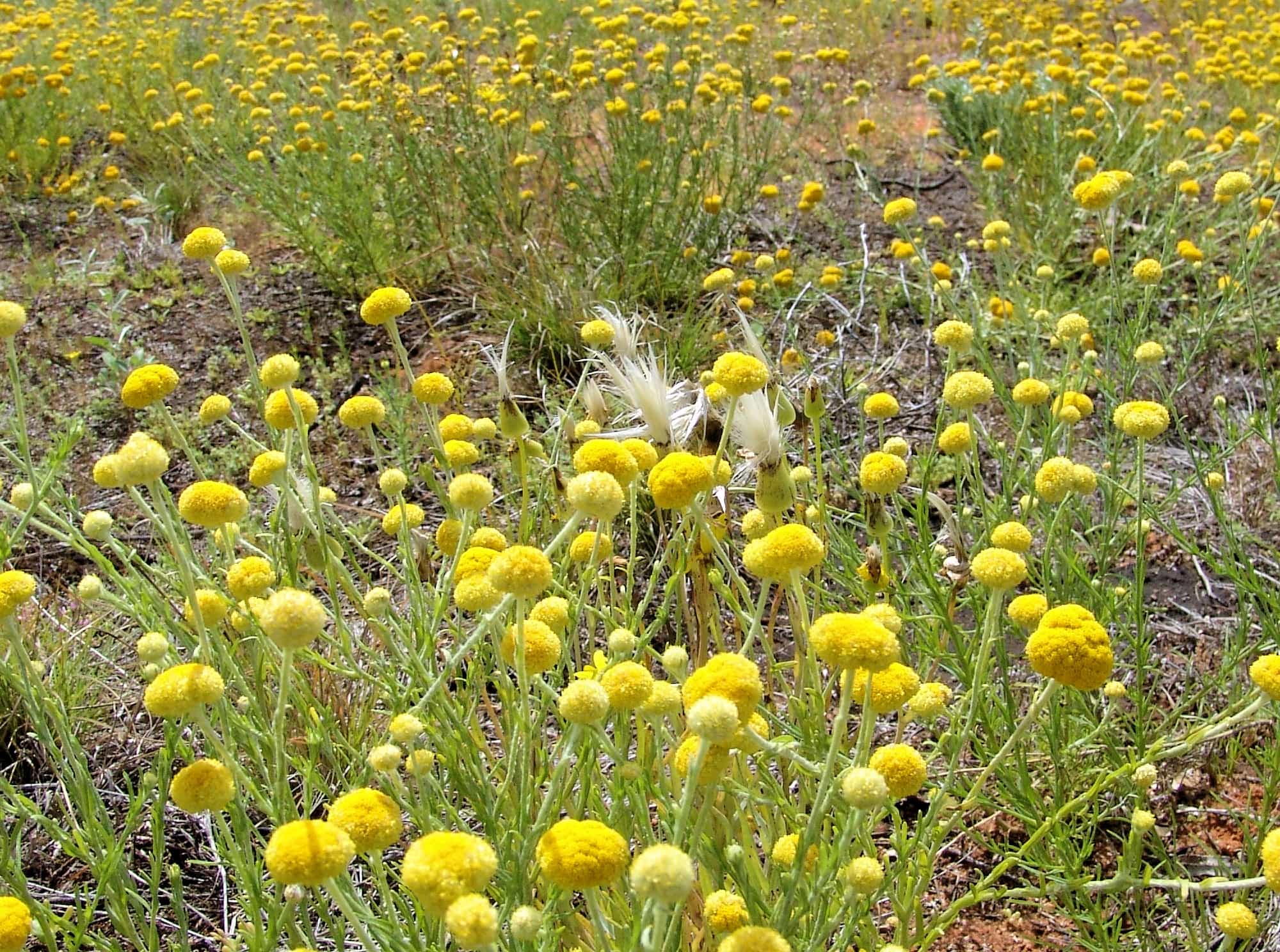 Alice Springs Flora – Ausemade
