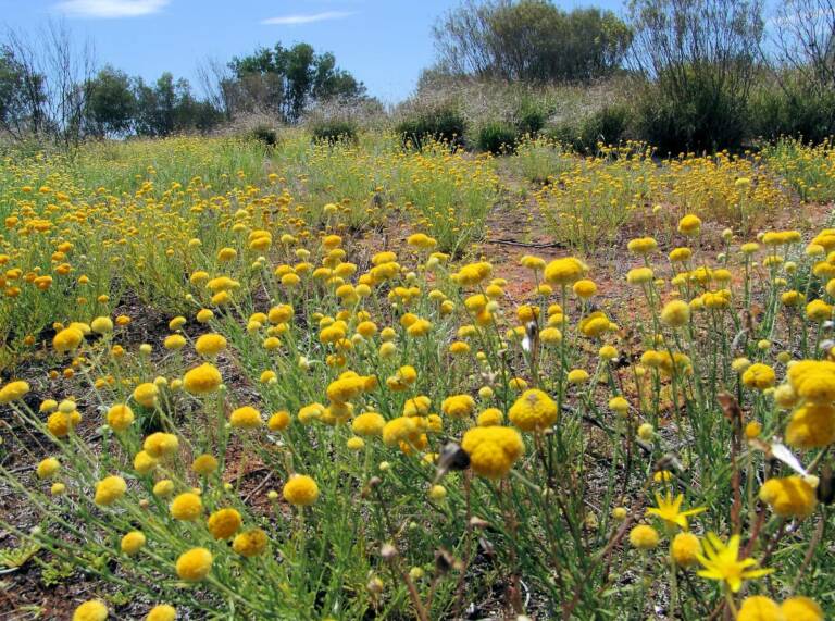 Yellow Billybutton – Ausemade