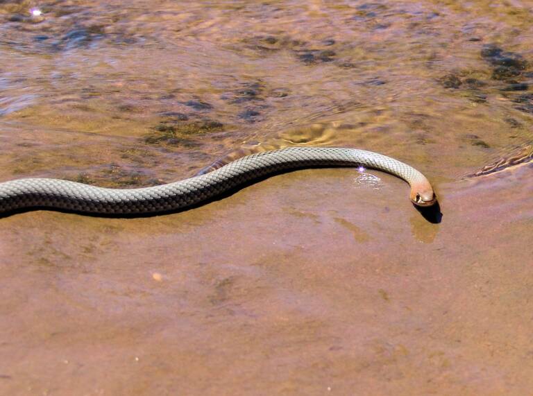 Yellow-faced Whip Snake – Ausemade