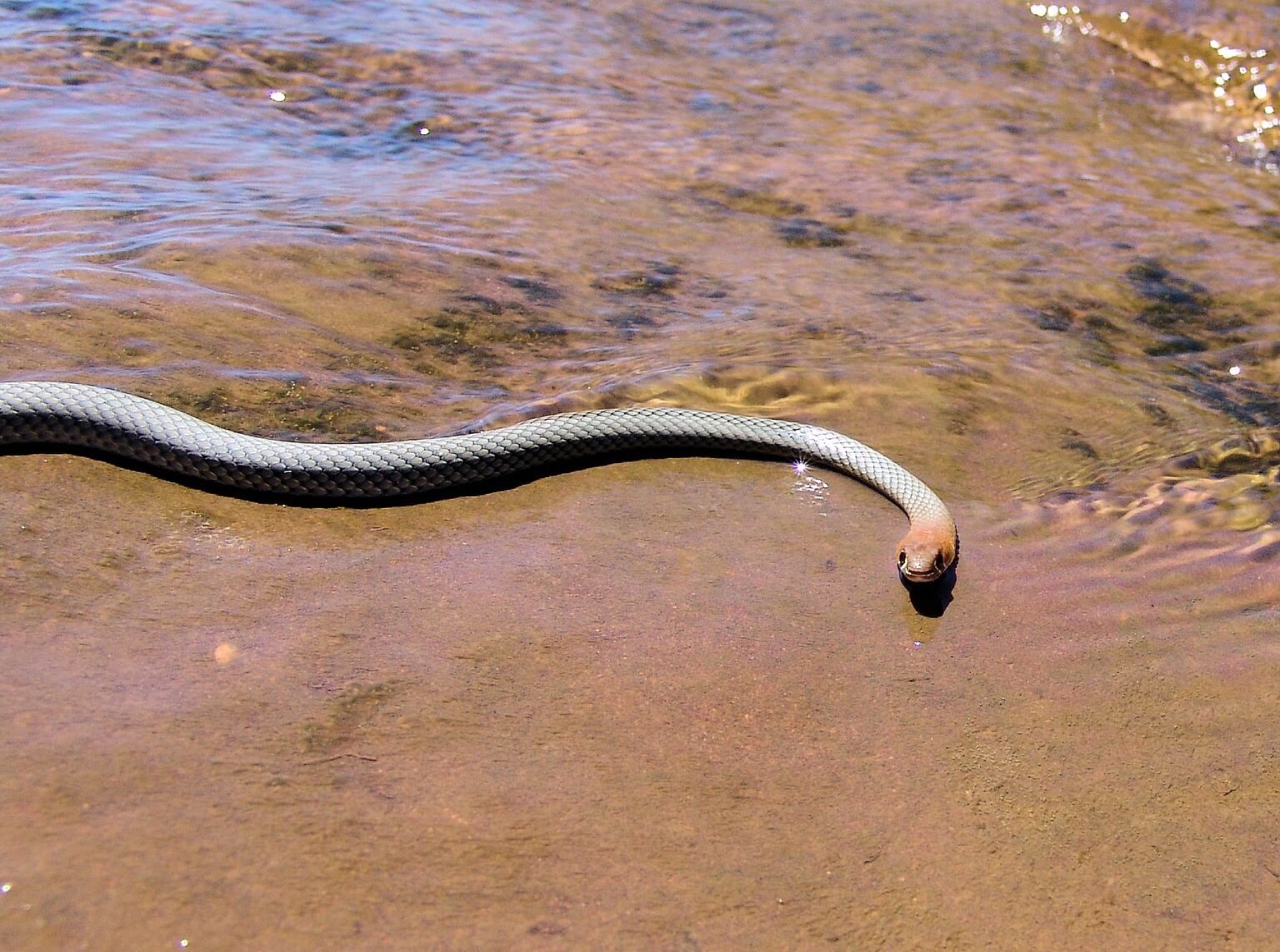 Yellow-faced Whip Snake – Ausemade