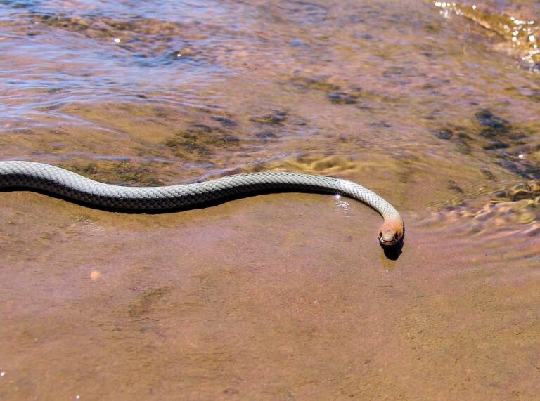 Yellow-faced Whip Snake – Ausemade