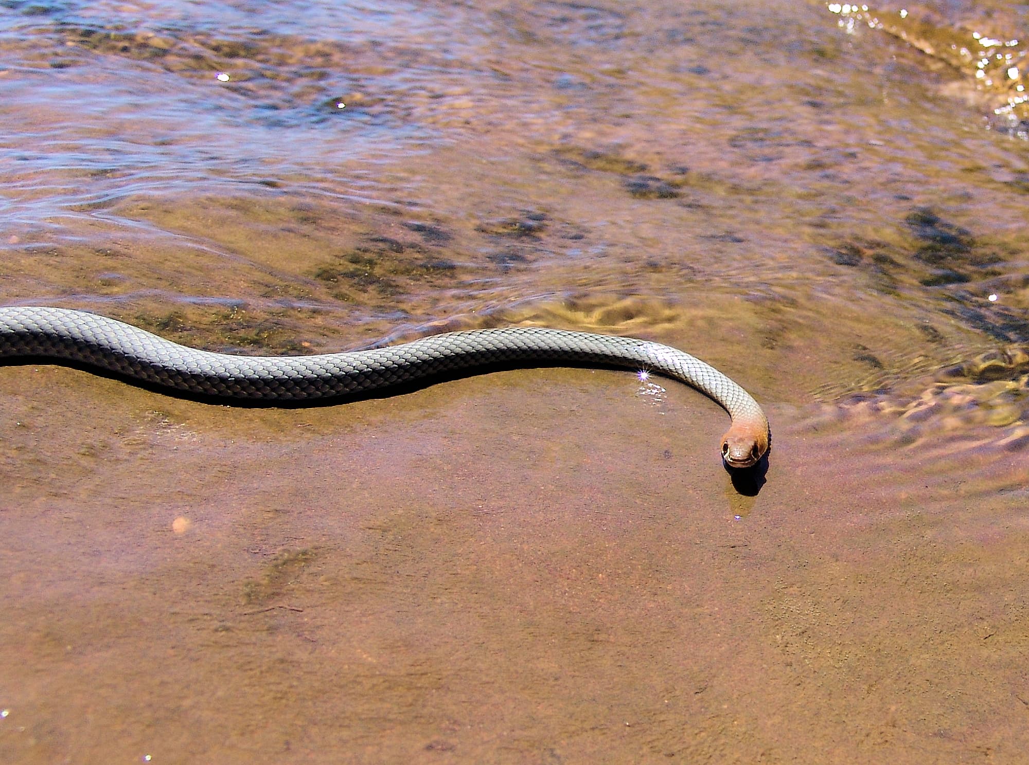 Yellow-faced Whip Snake – Ausemade