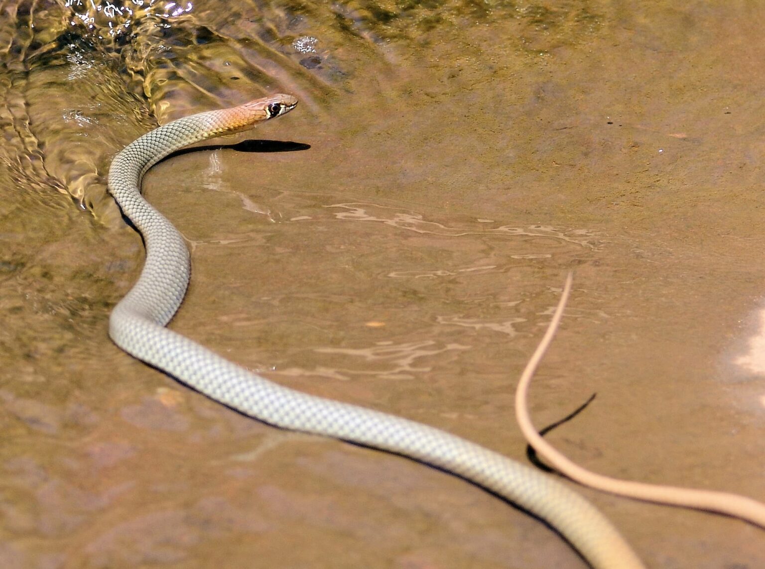 Yellow-faced Whip Snake – Ausemade