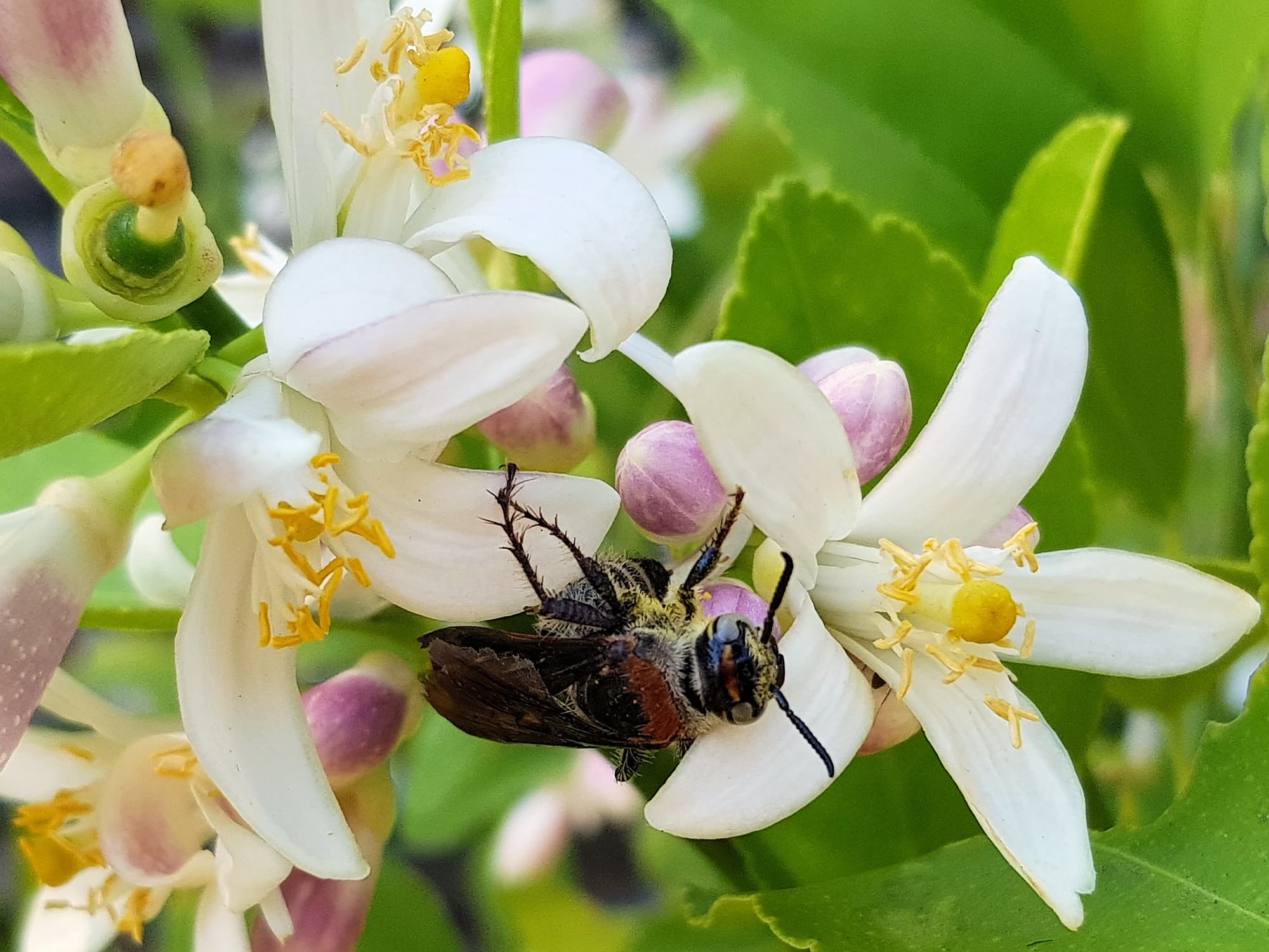 Radumeris radula Nectar Feeding – Ausemade