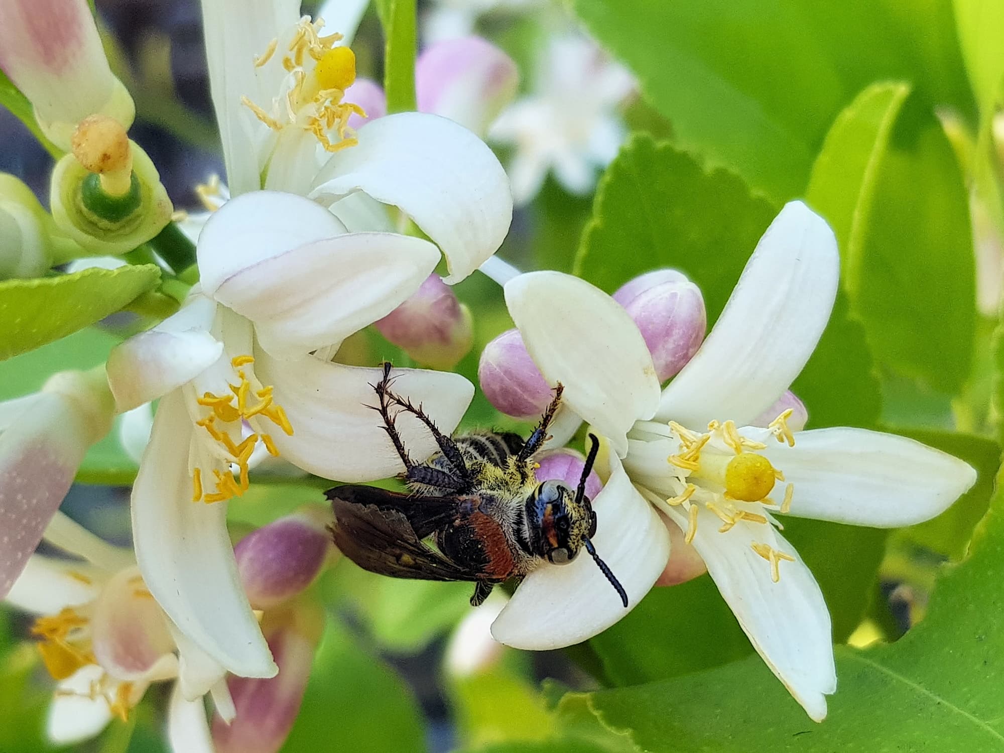 Radumeris radula Nectar Feeding – Ausemade