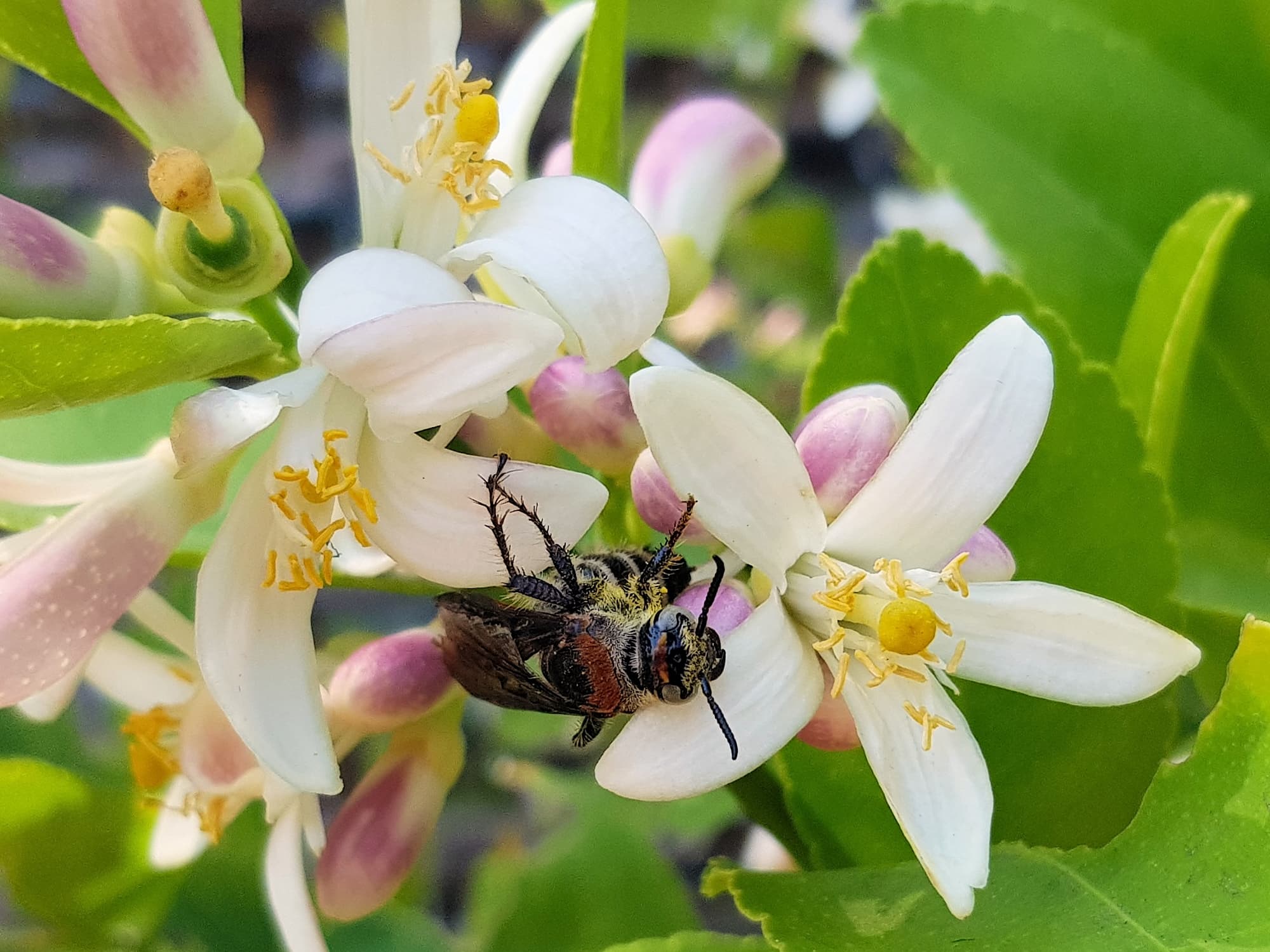 Radumeris radula Nectar Feeding – Ausemade