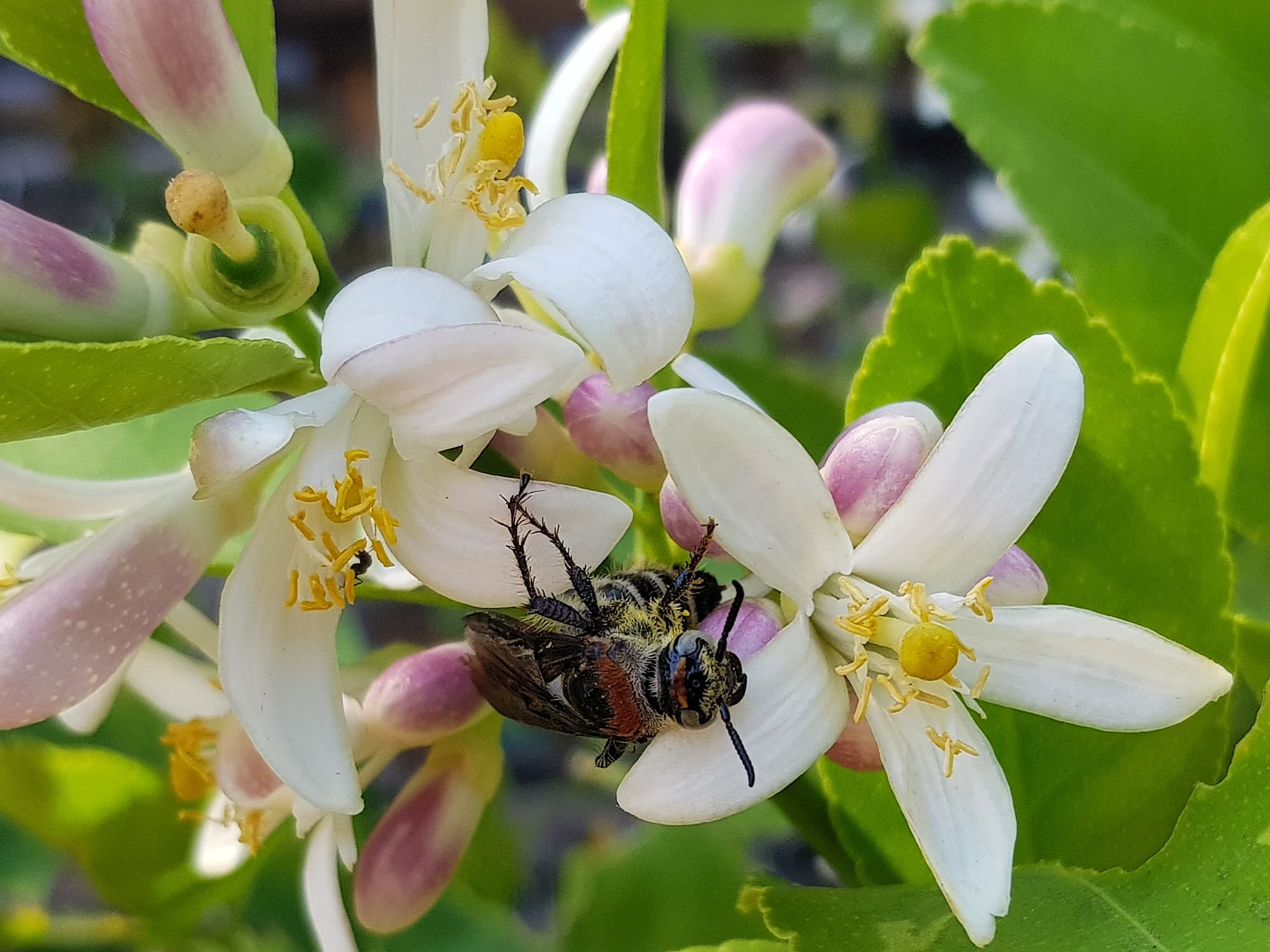 Radumeris radula Nectar Feeding – Ausemade