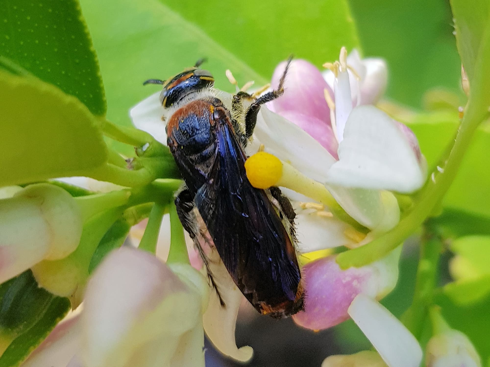 Radumeris radula Nectar Feeding – Ausemade