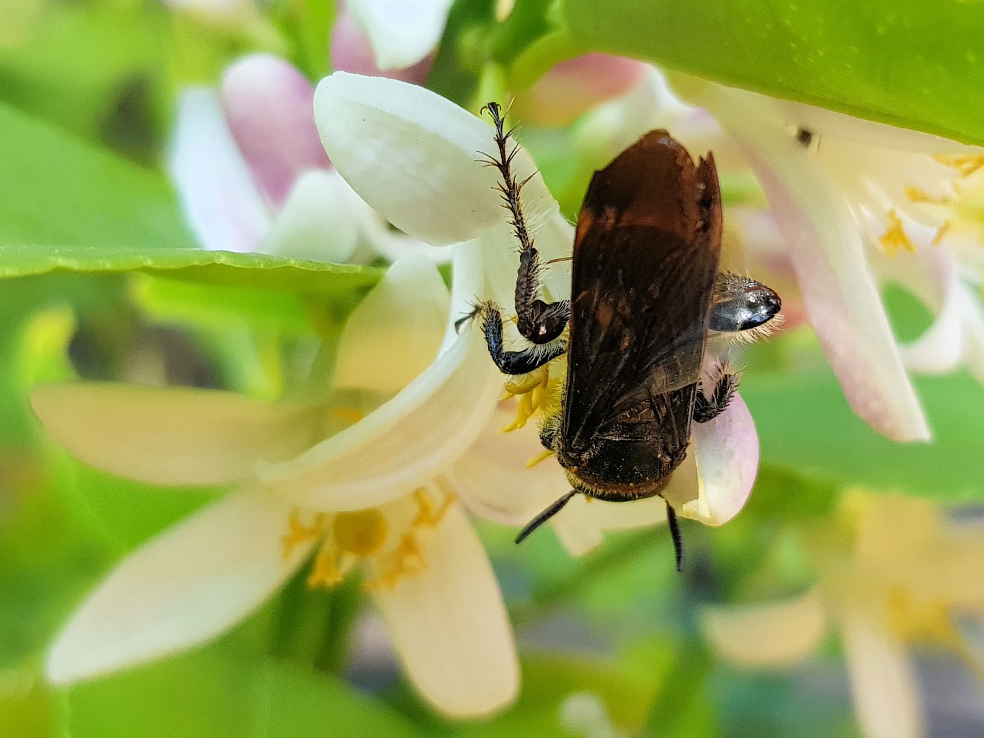 Radumeris radula Nectar Feeding – Ausemade