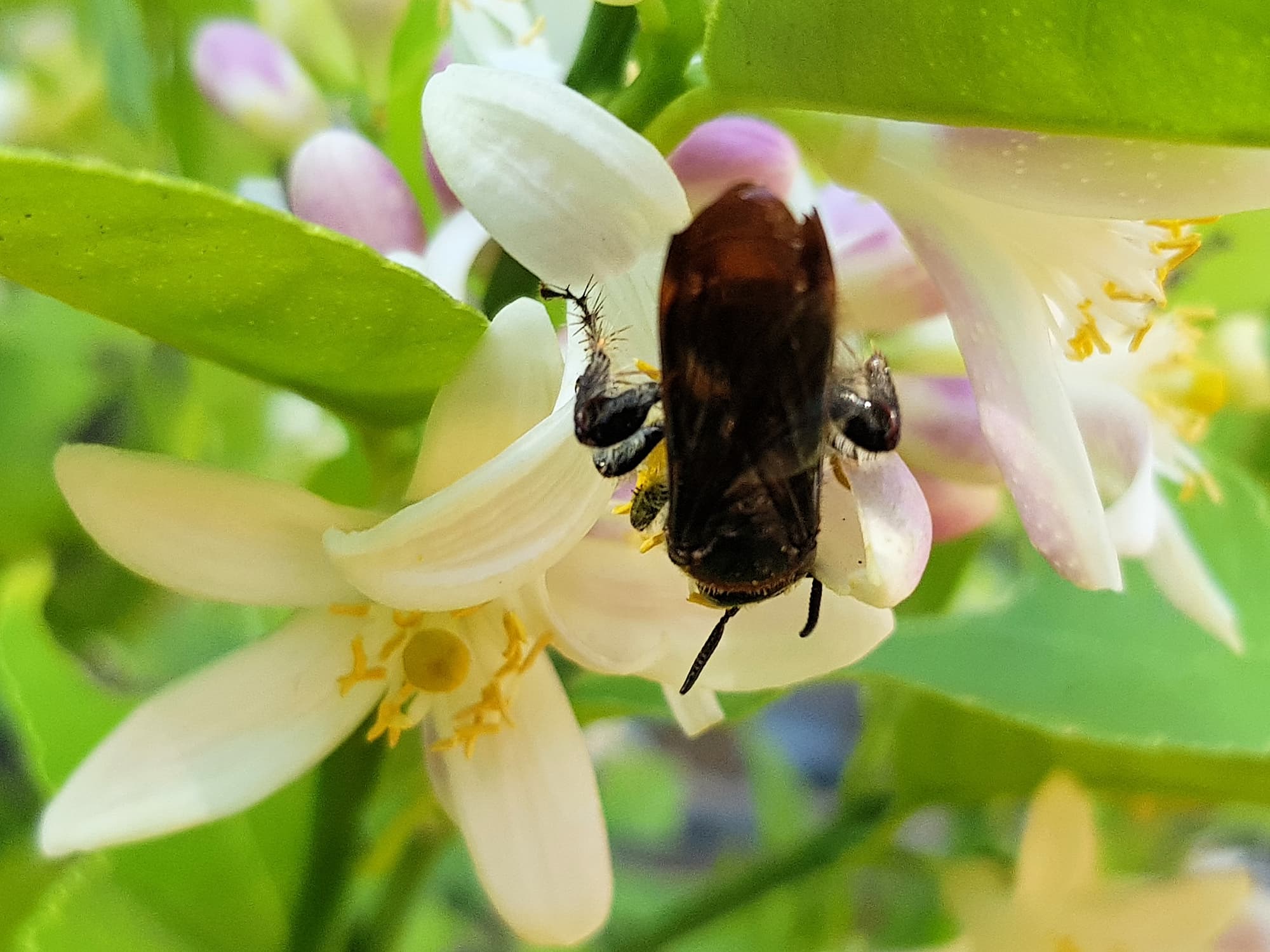 Radumeris radula Nectar Feeding – Ausemade