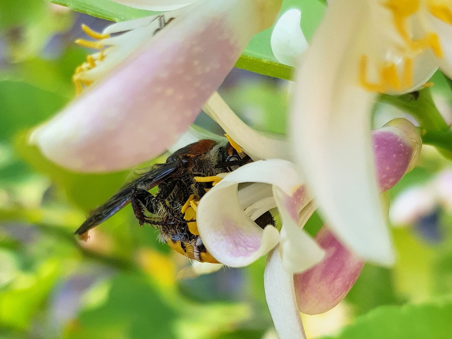 Radumeris radula Nectar Feeding – Ausemade