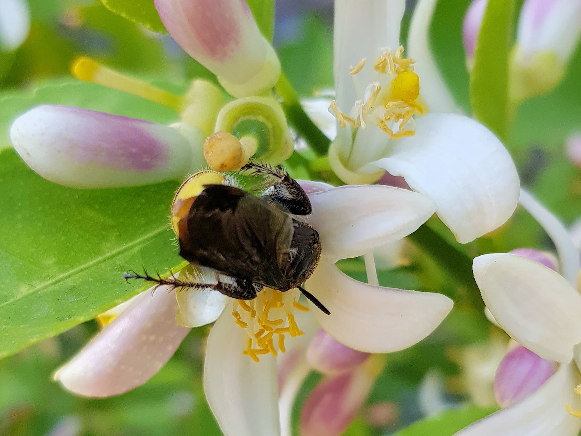 Radumeris radula Nectar Feeding – Ausemade