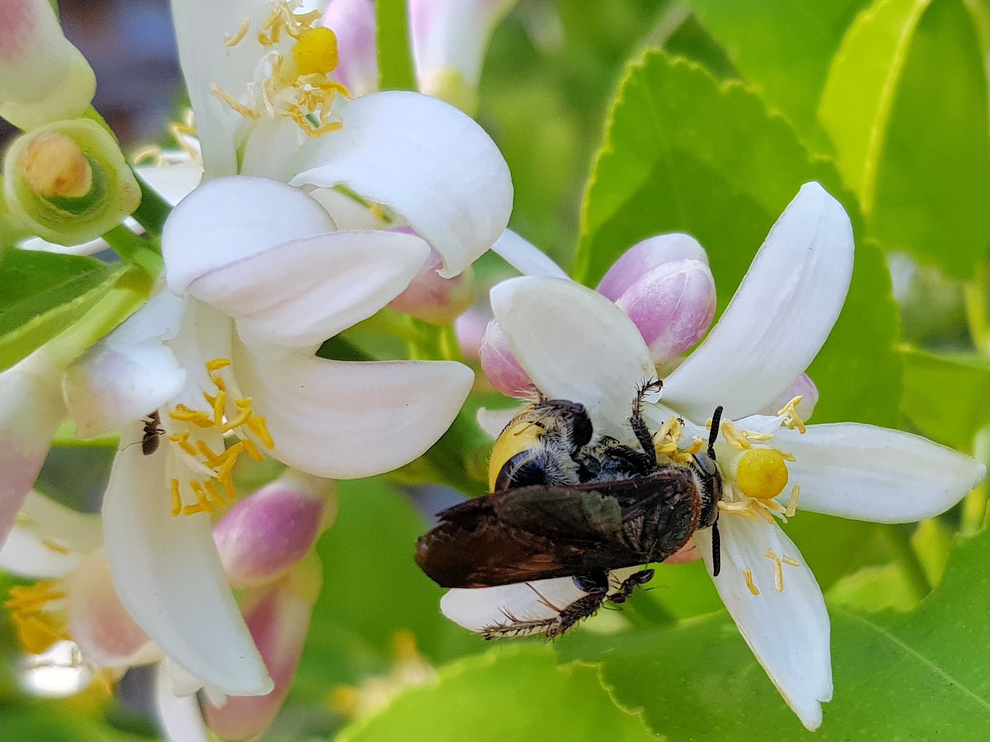 Radumeris radula Nectar Feeding – Ausemade