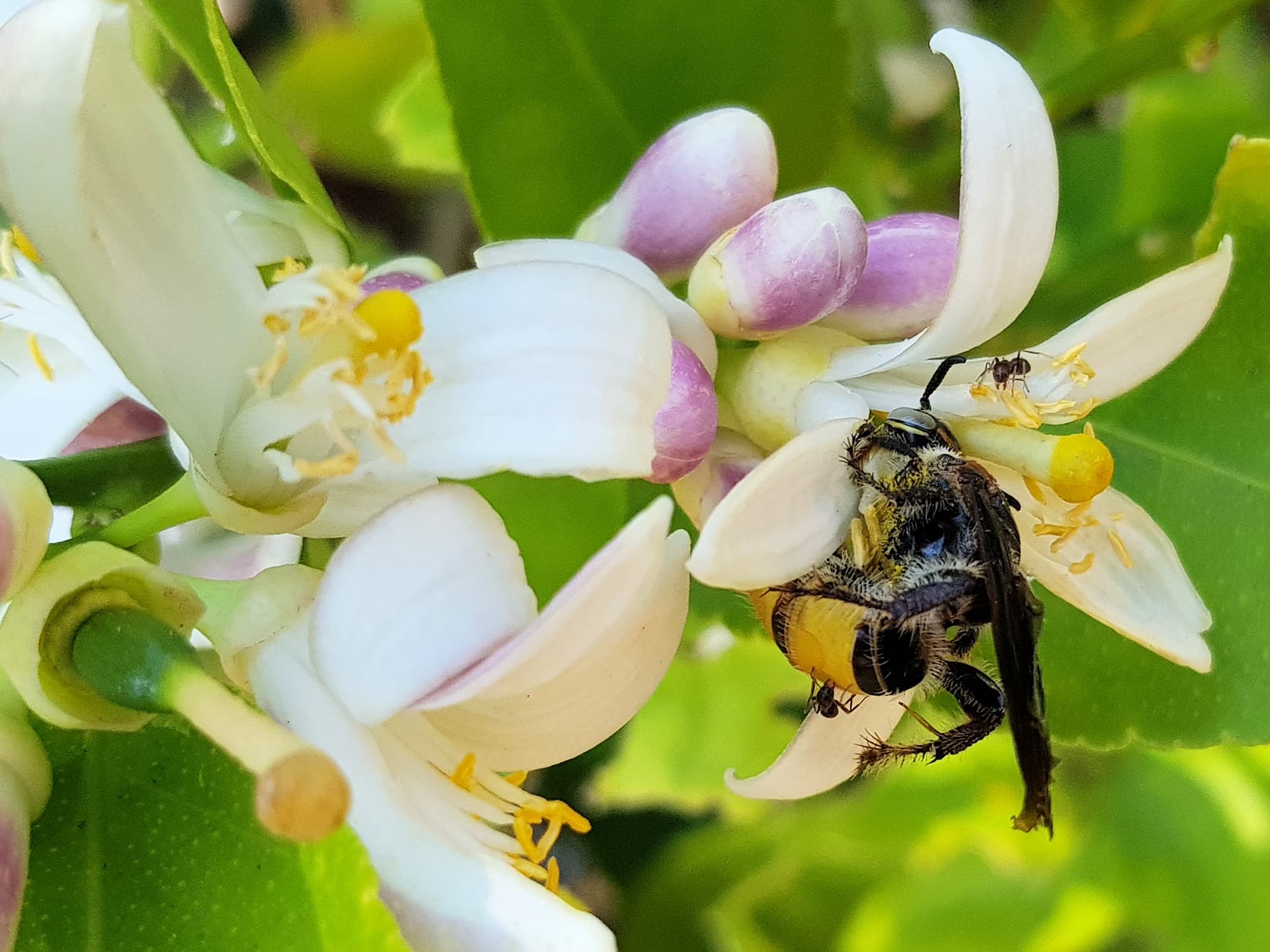 Radumeris radula Wasp and Common Black Ant – Ausemade
