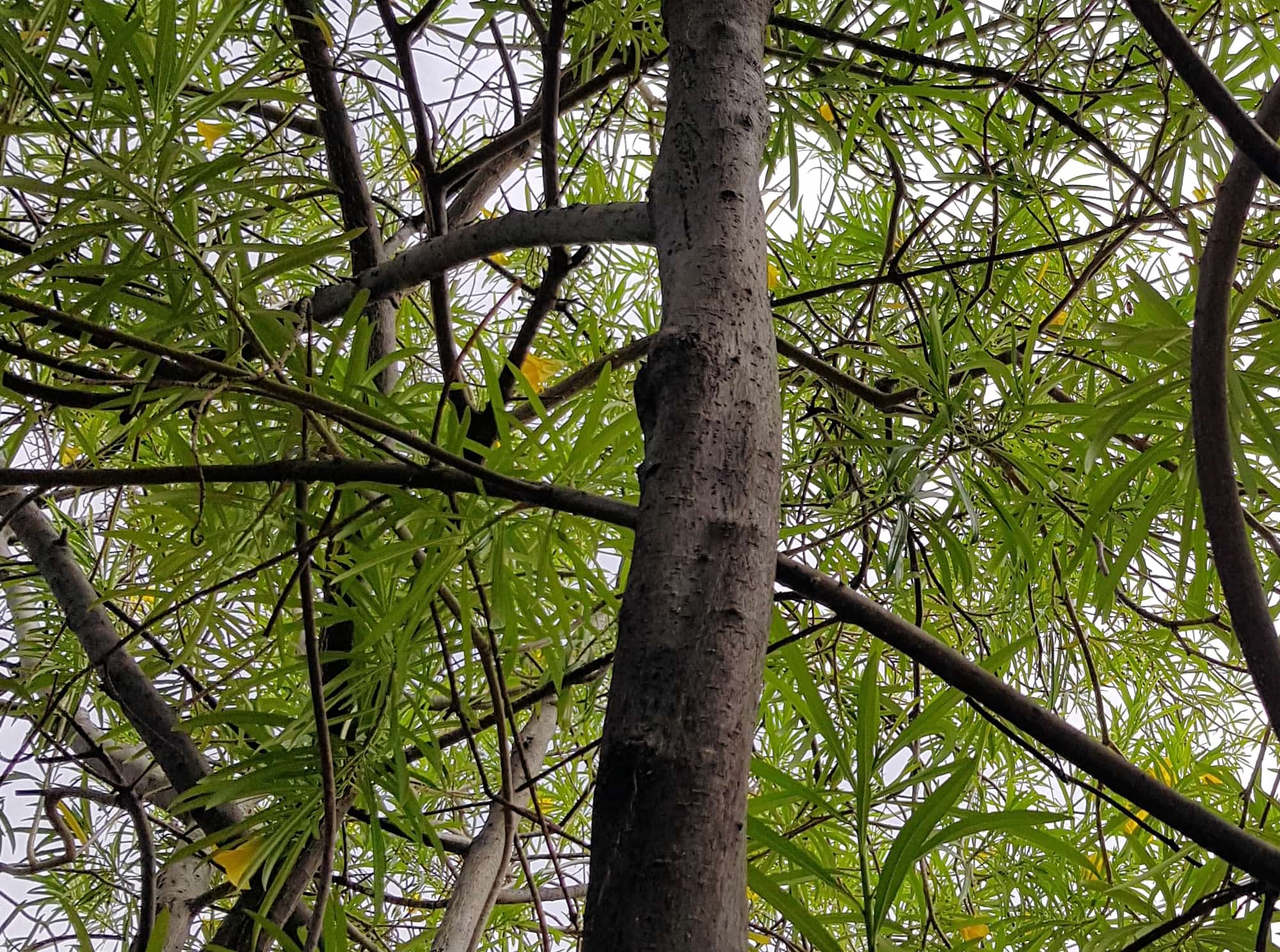 Yellow Oleander – Ausemade