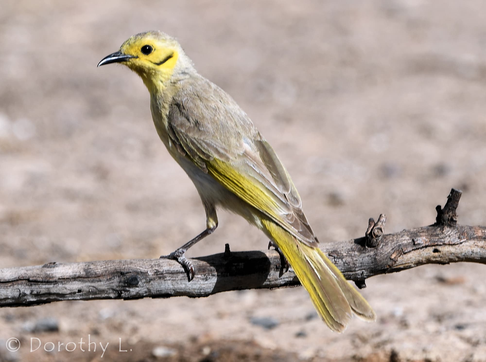 Yellow-tinted Honeyeater – Ausemade