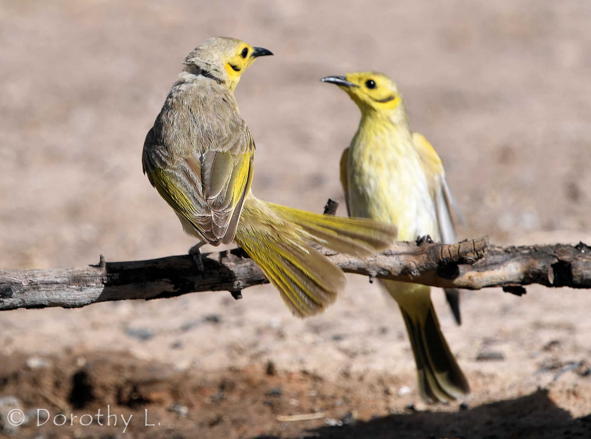 Yellow-tinted Honeyeater – Ausemade