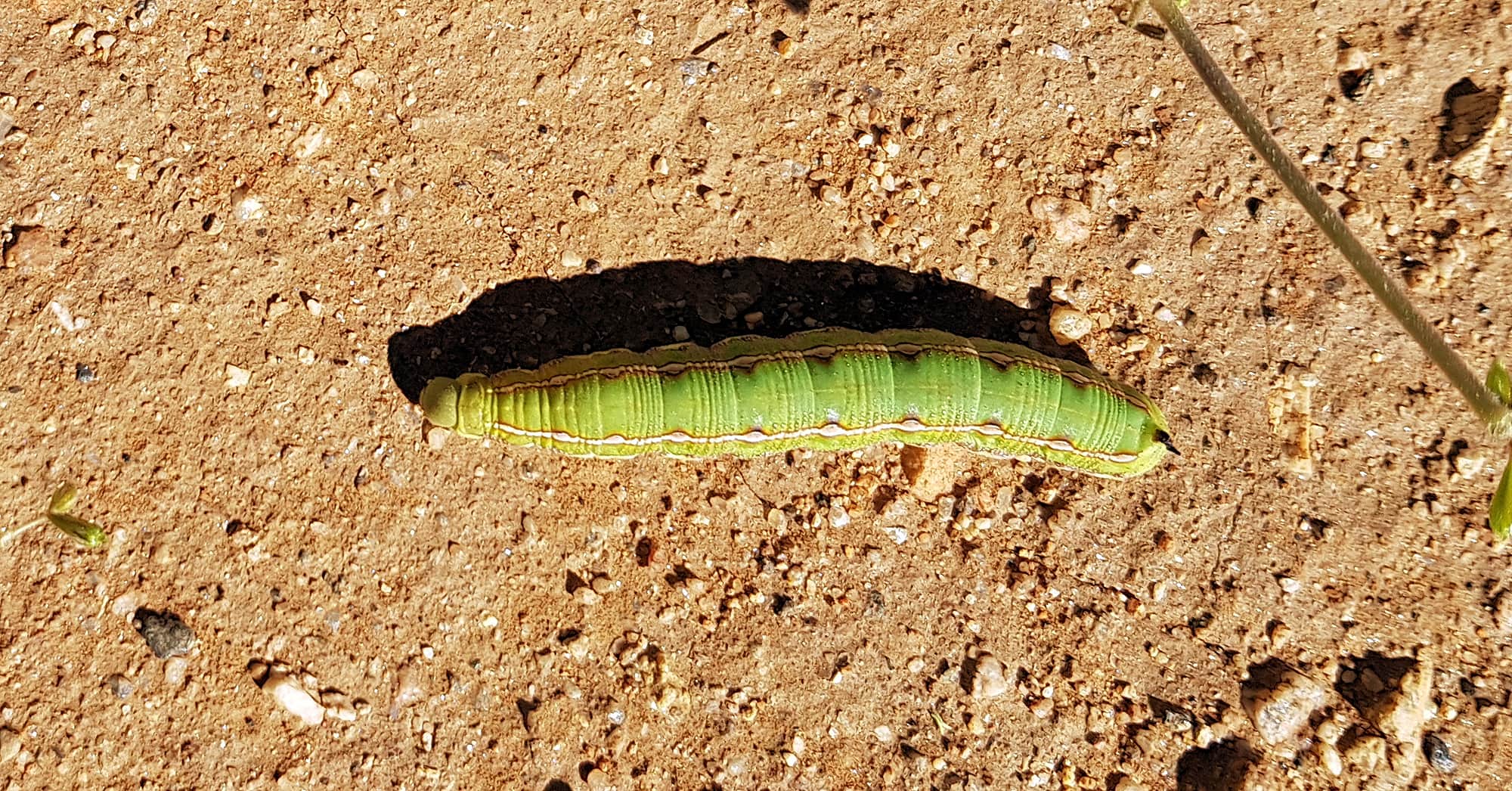 Hyles livornicoides (Australian Striped Hawk Moth) – Ausemade