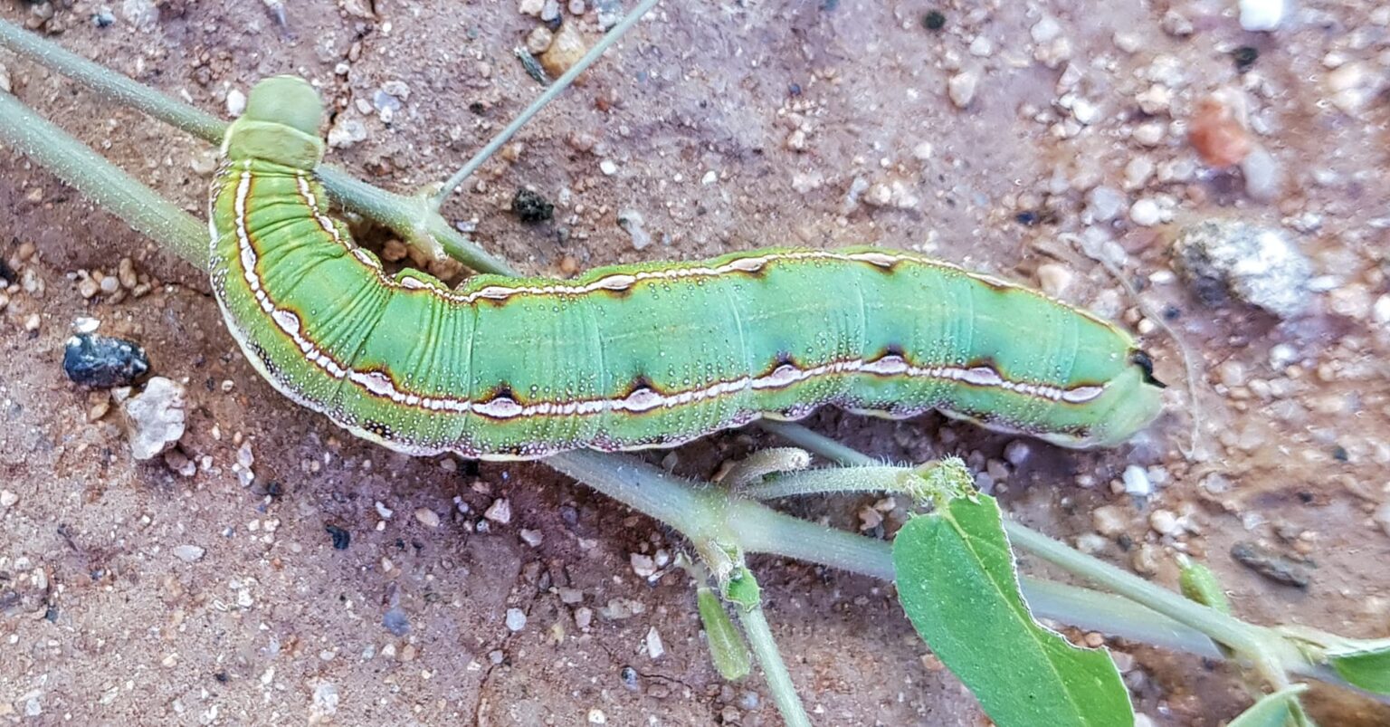Hyles livornicoides (Australian Striped Hawk Moth) – Ausemade