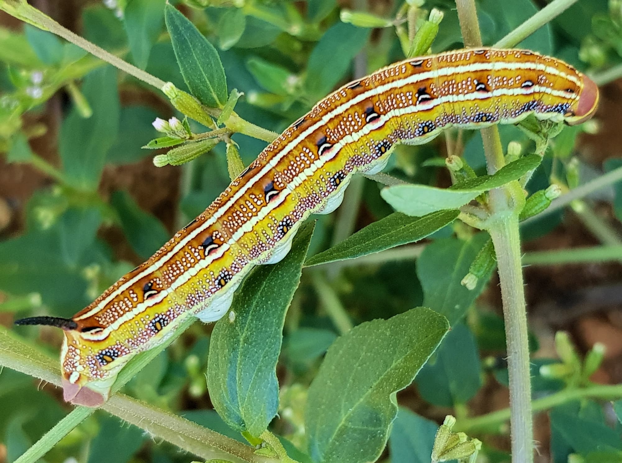 Instar of the Hyles livornicoides – Ausemade