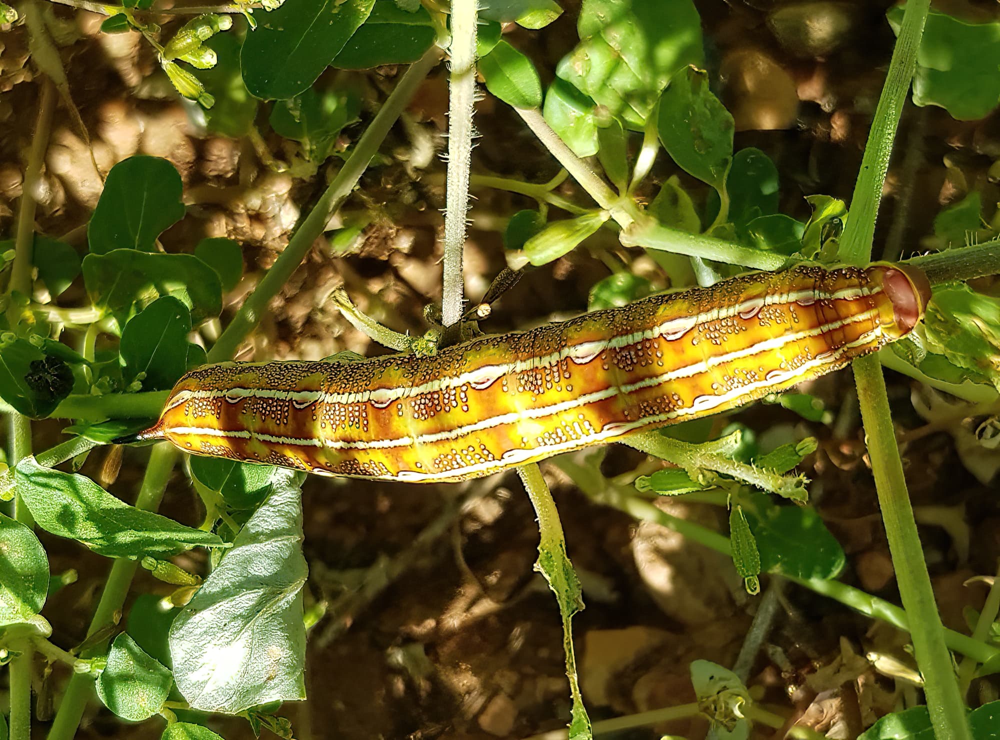 Instar of the Hyles livornicoides – Ausemade