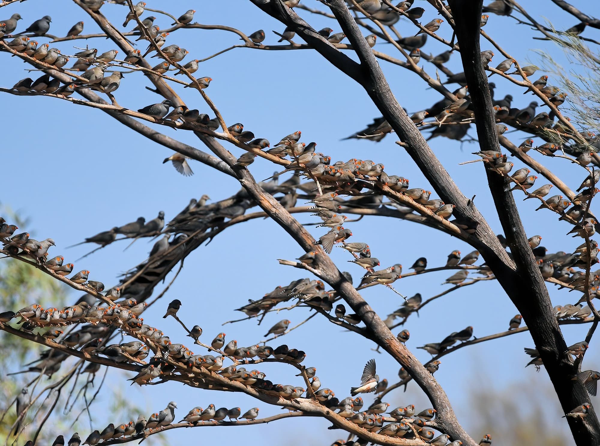 Zebra Finch (Taeniopygia guttata) – Ausemade